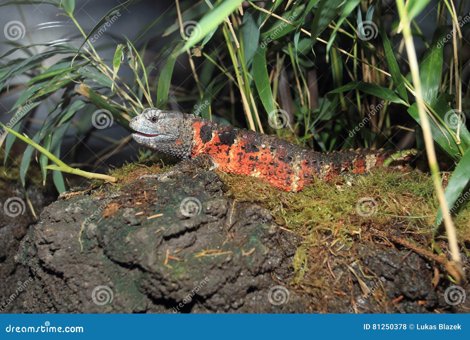 Chinese crocodile lizard stock photo. Image of crocodilurus - 81250378