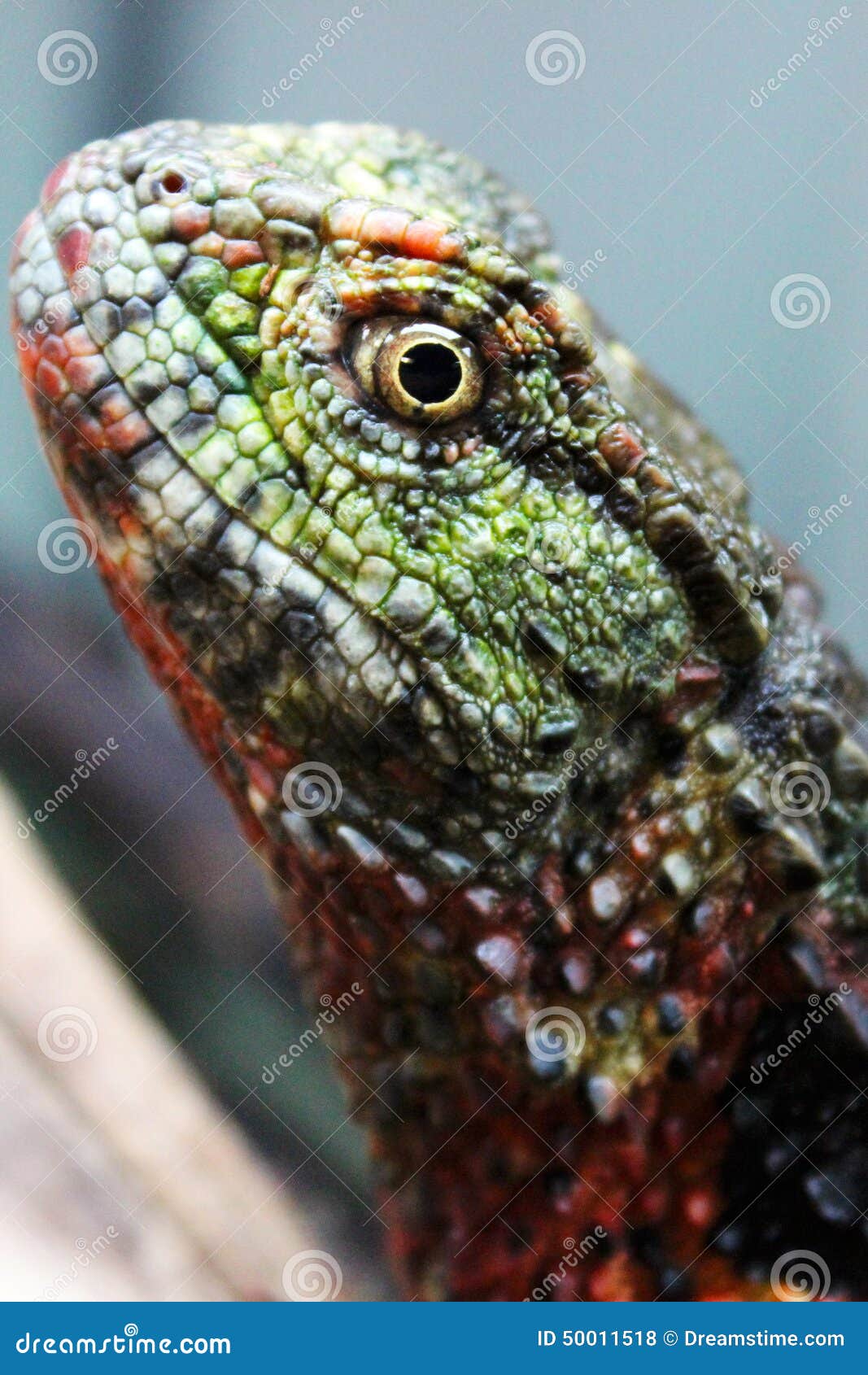 Chinese Crocodile Lizard stock photo. Image of chinese - 50011518