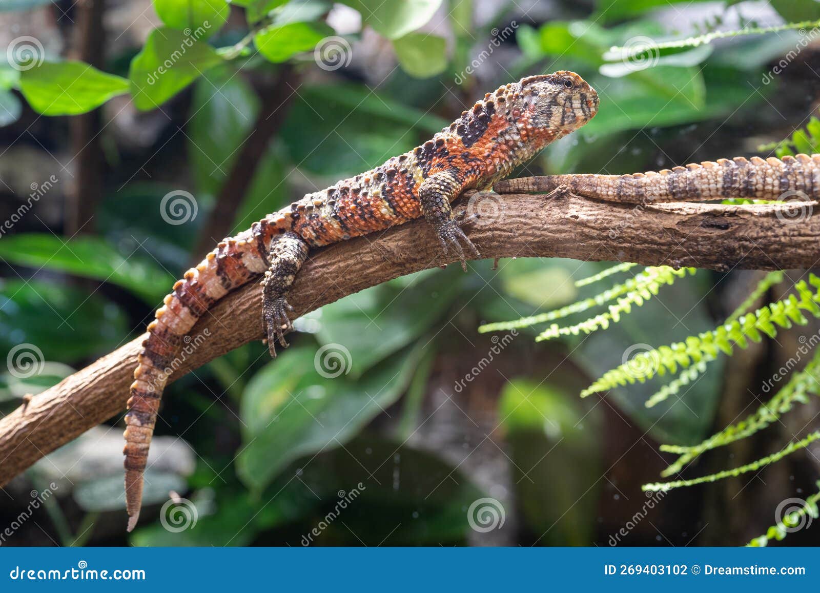Chinese Crocodile Lizard, Shinisaurus Crocodilurus Stock Photo - Image ...