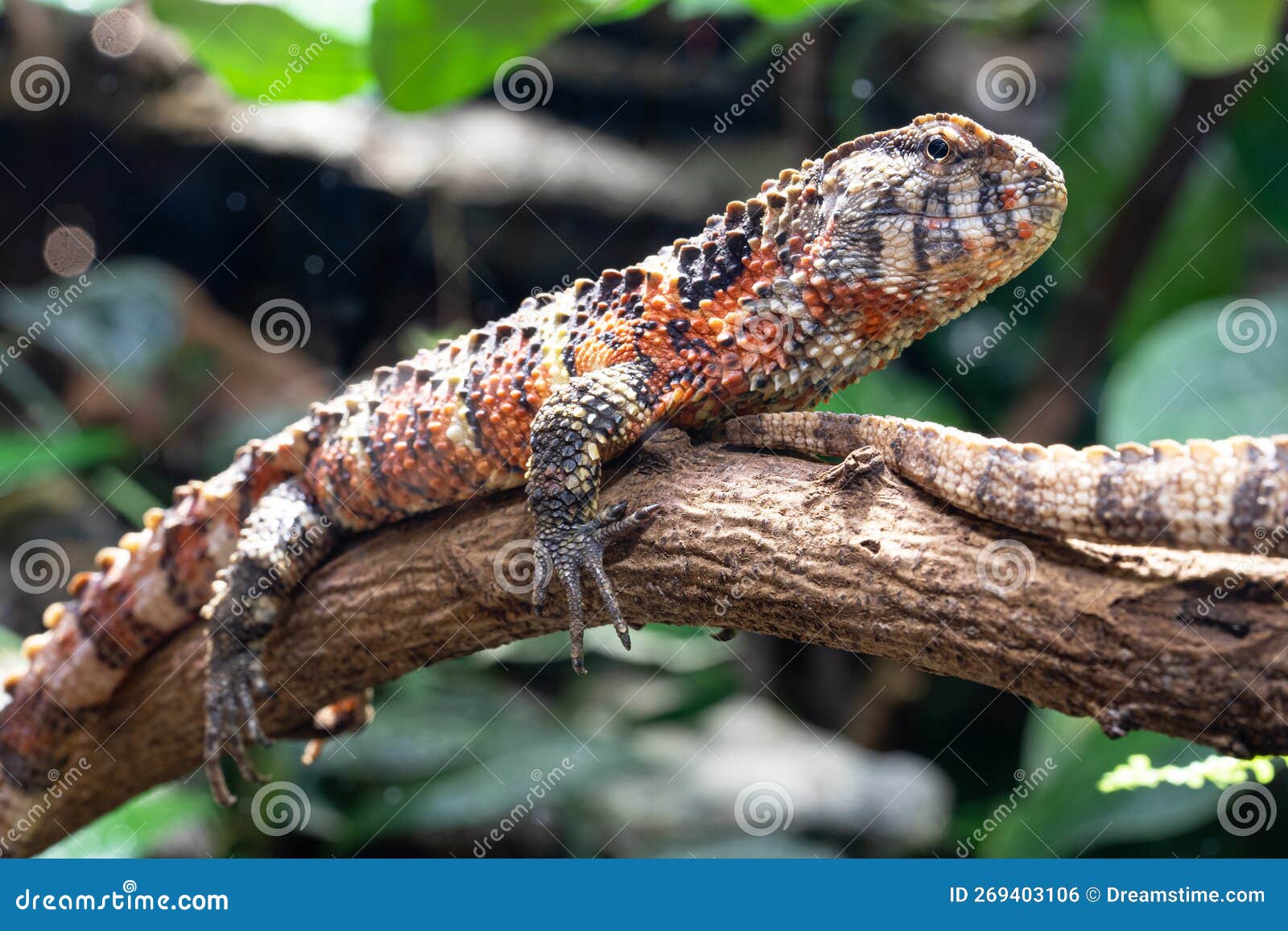 Chinese Crocodile Lizard, Shinisaurus Crocodilurus Stock Photo - Image ...