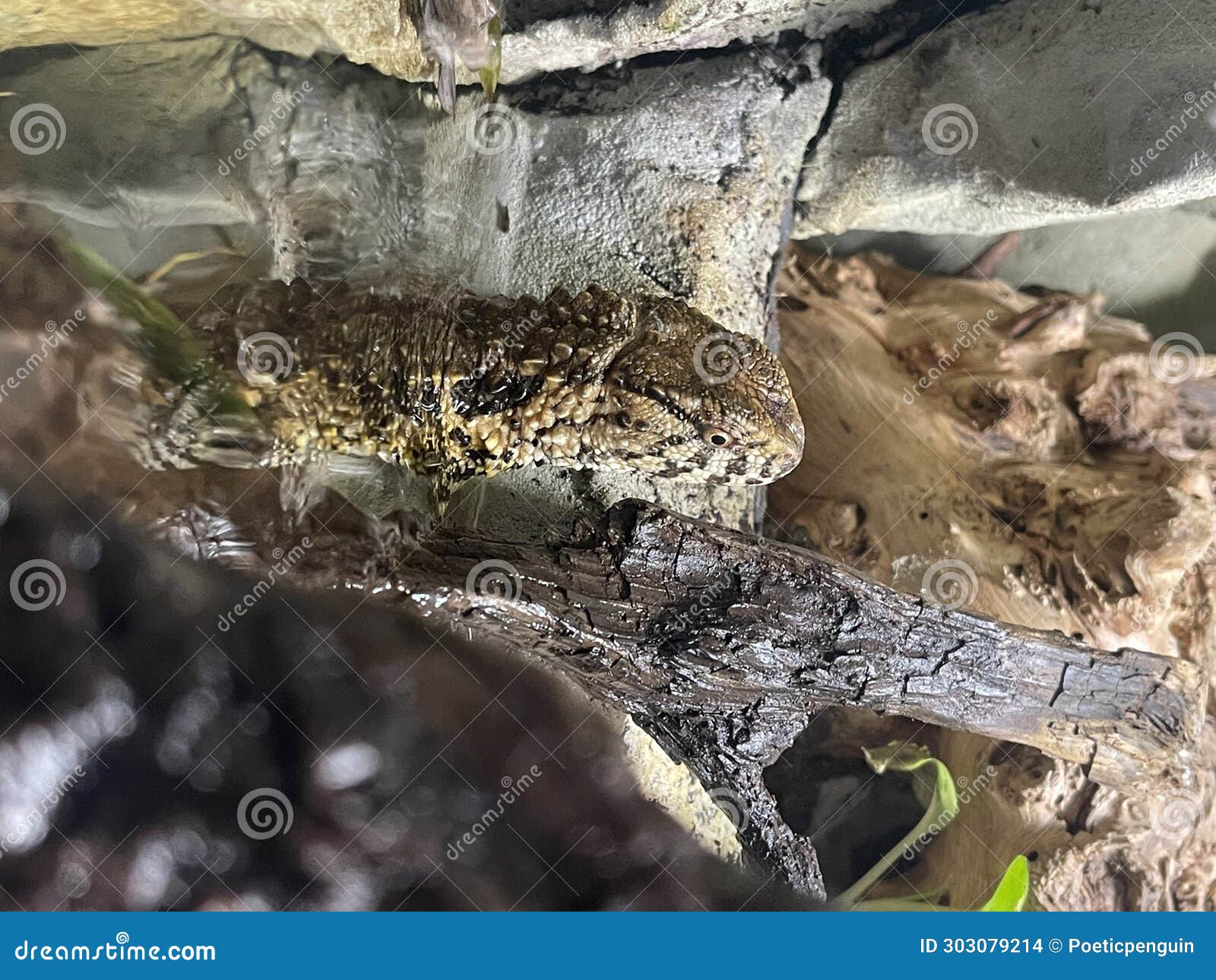 Chinese Crocodile Lizard - Shinisaurus Crocodilurus Stock Photo - Image ...