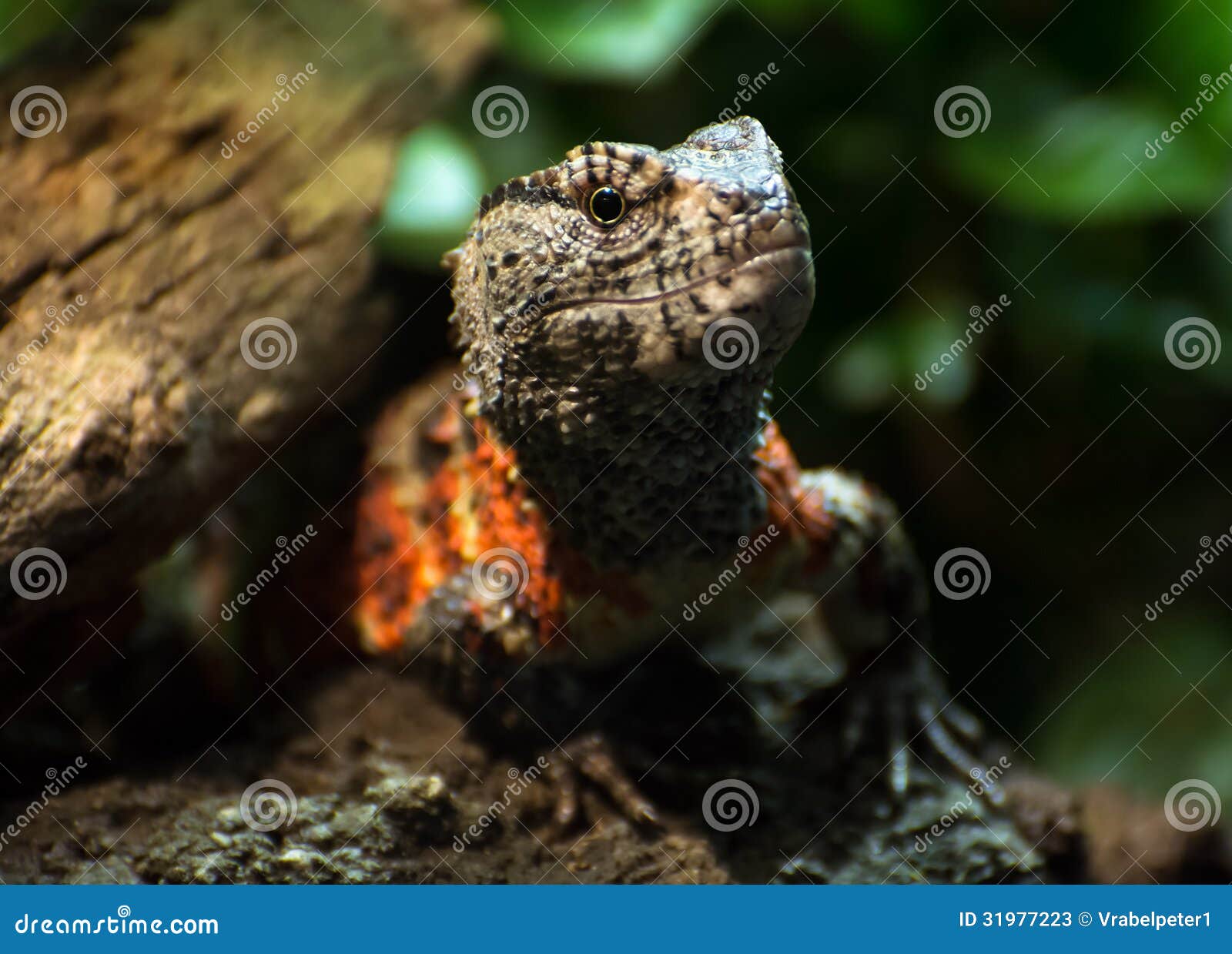 Chinese Crocodile Lizard (Shinisaurus Crocodilurus) Stock Image - Image ...
