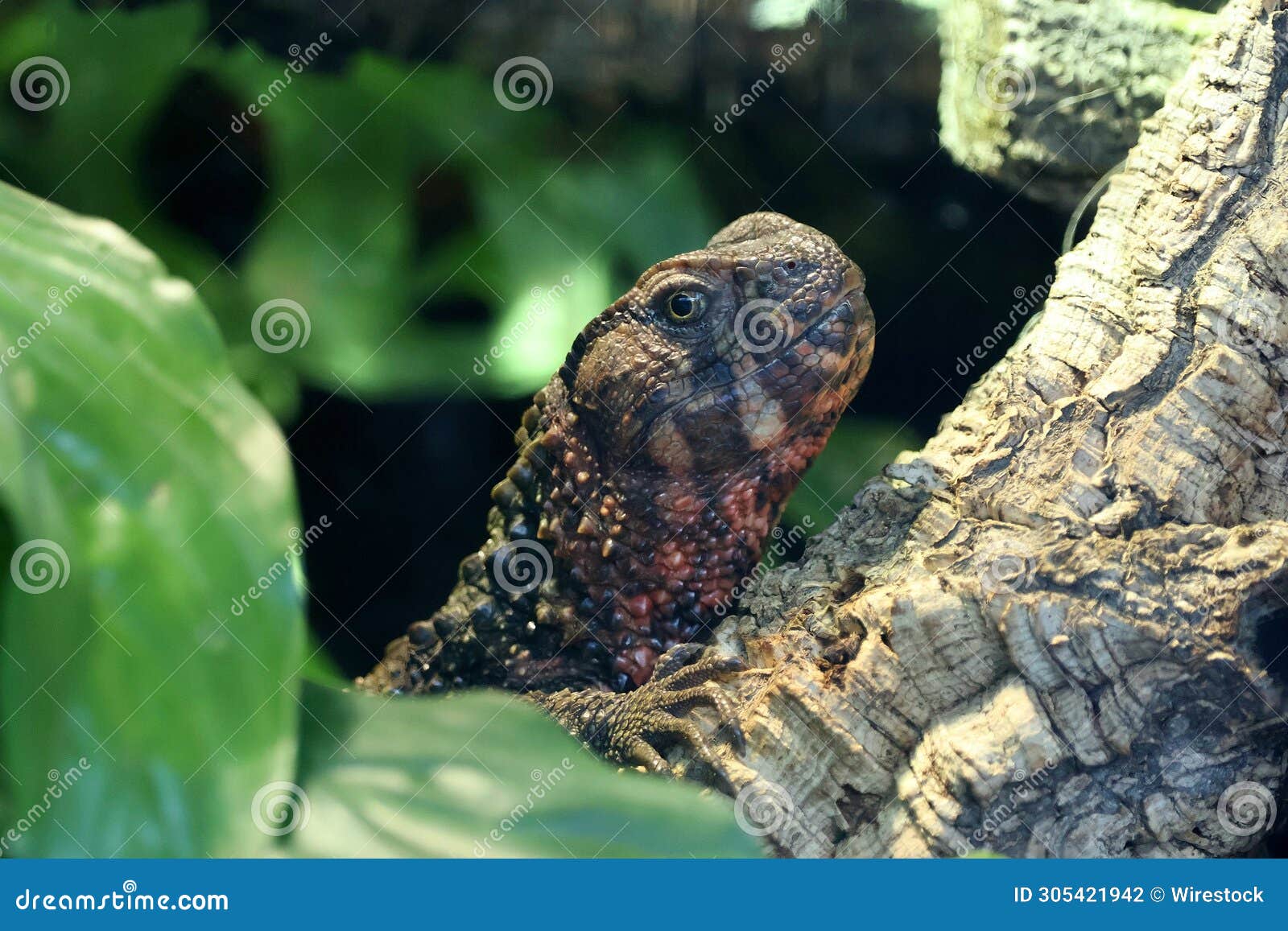 Chinese Crocodile Lizard (Shinisaurus Crocodilurus) in a Lush Forest ...