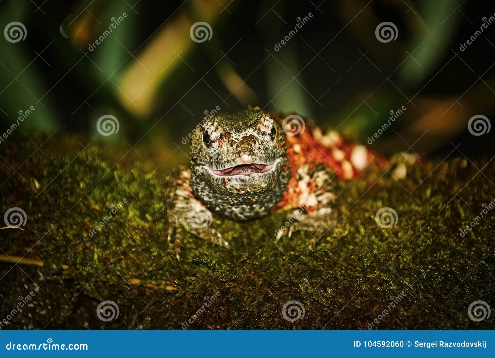 Chinese Crocodile Lizard Shinisaurus Crocodilurus Stock Photo - Image ...