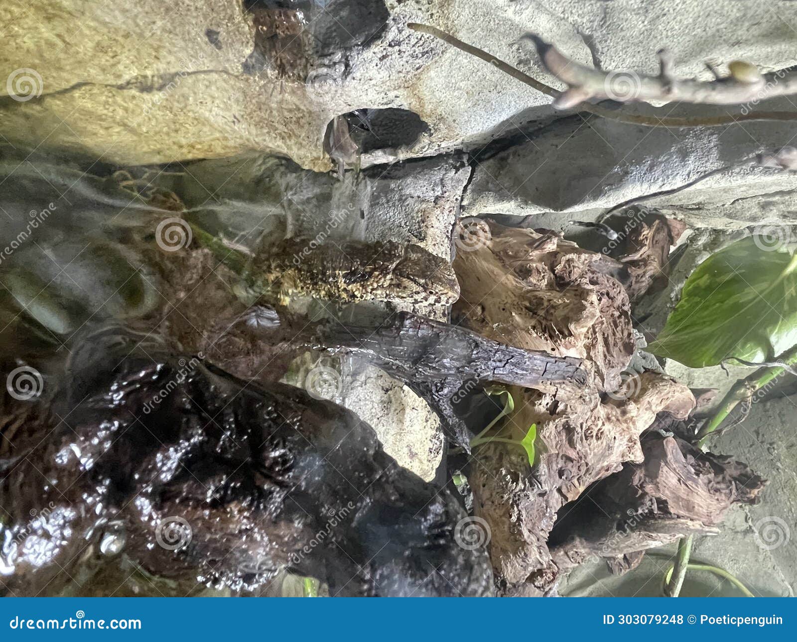 Chinese Crocodile Lizard - Shinisaurus Crocodilurus Stock Photo - Image ...