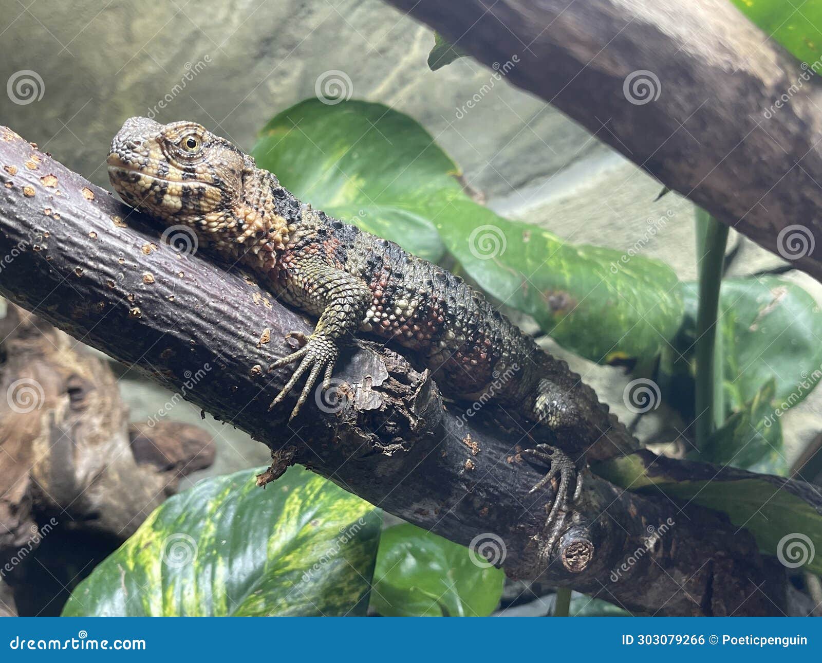 Chinese Crocodile Lizard - Shinisaurus Crocodilurus Stock Photo - Image ...