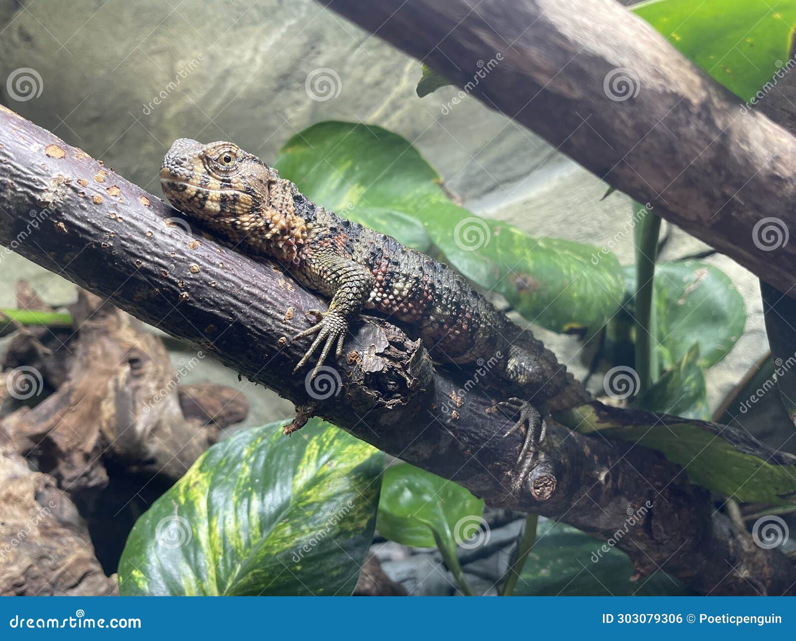 Chinese Crocodile Lizard - Shinisaurus Crocodilurus Stock Photo - Image ...