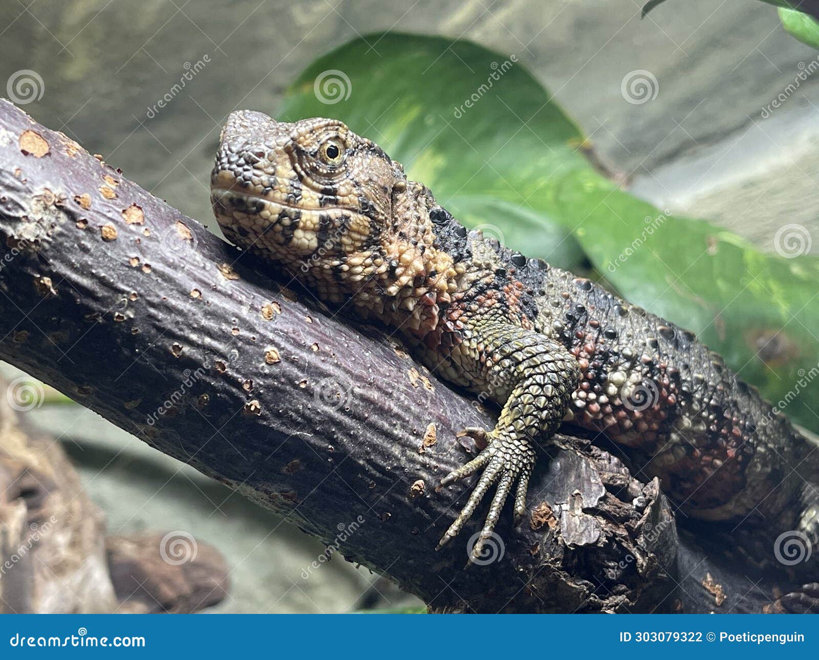 Chinese Crocodile Lizard - Shinisaurus Crocodilurus Stock Photo - Image ...