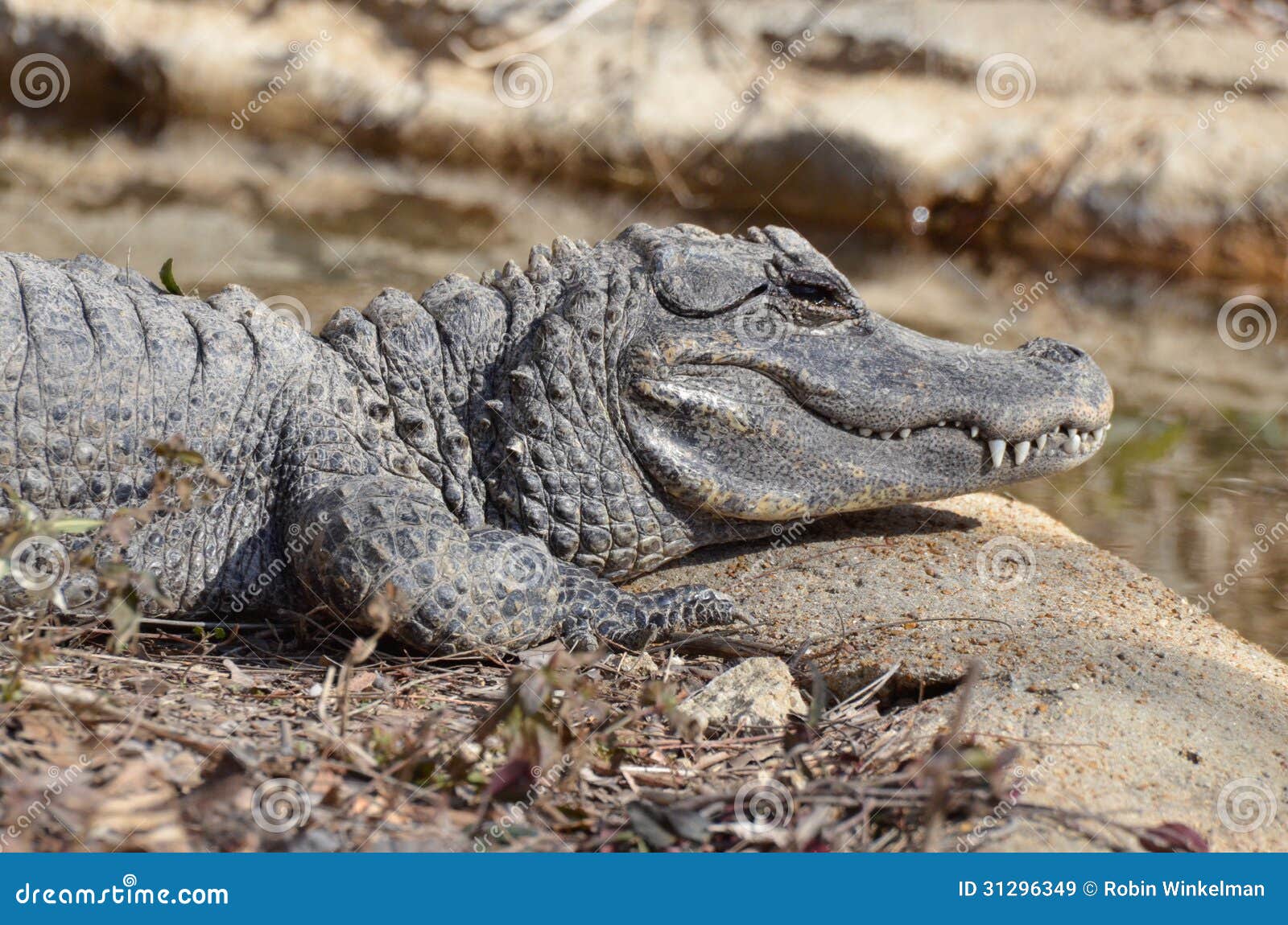 Chinese crocodile stock image. Image of chinesecrocodile - 31296349
