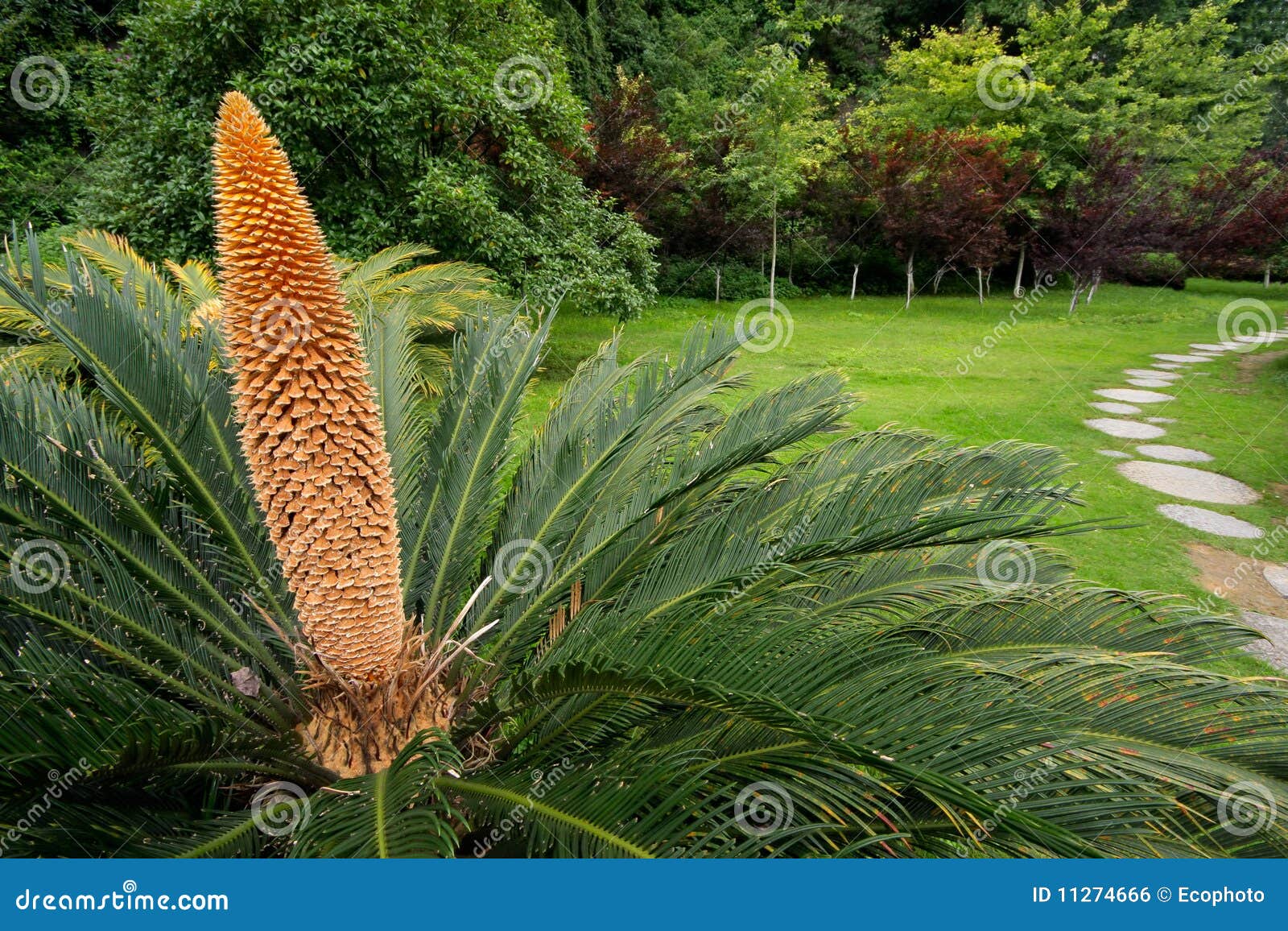 Chinese cycad stock photo. Image of gardening, flower - 11274666