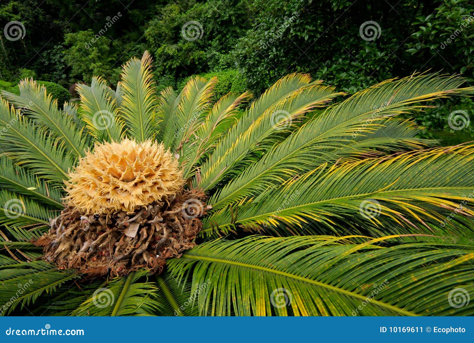 Chinese cycad, China stock image. Image of flower, cycad - 10169611