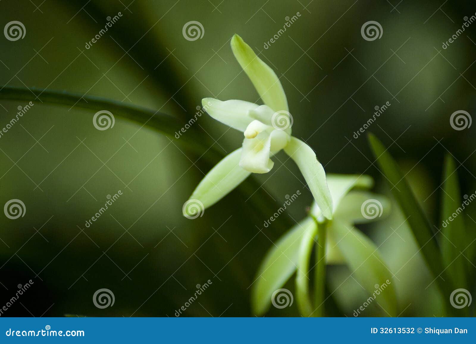 Chinese cymbidium stock photo. Image of beautiful, chinese - 32613532
