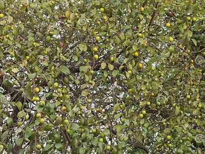 Chinese Date Tree stock photo. Image of berry, date, plant - 23233552