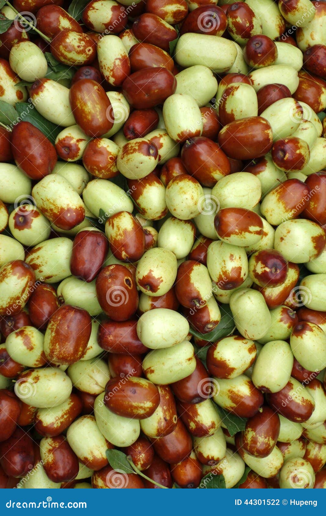 Chinese dates stock photo. Image of agriculture, cultivation - 44301522