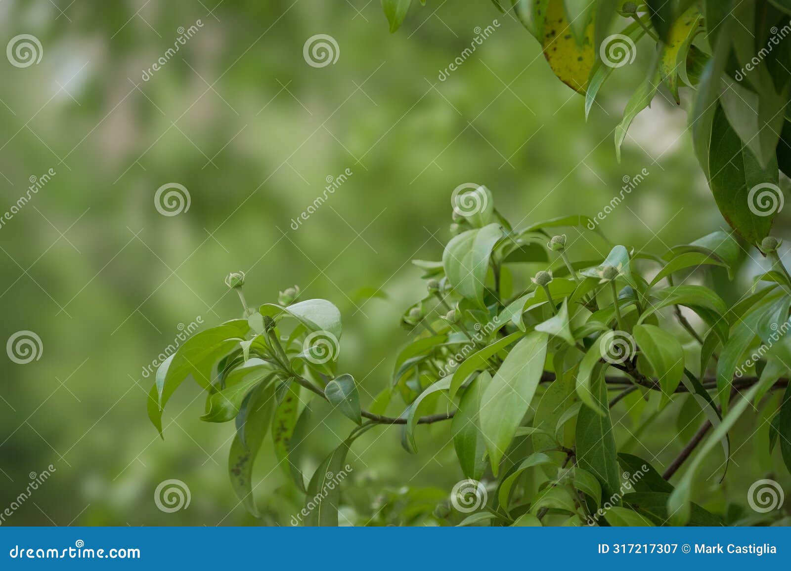 Chinese Dogwood Tree with Ripening Seed Pods Stock Image - Image of ...