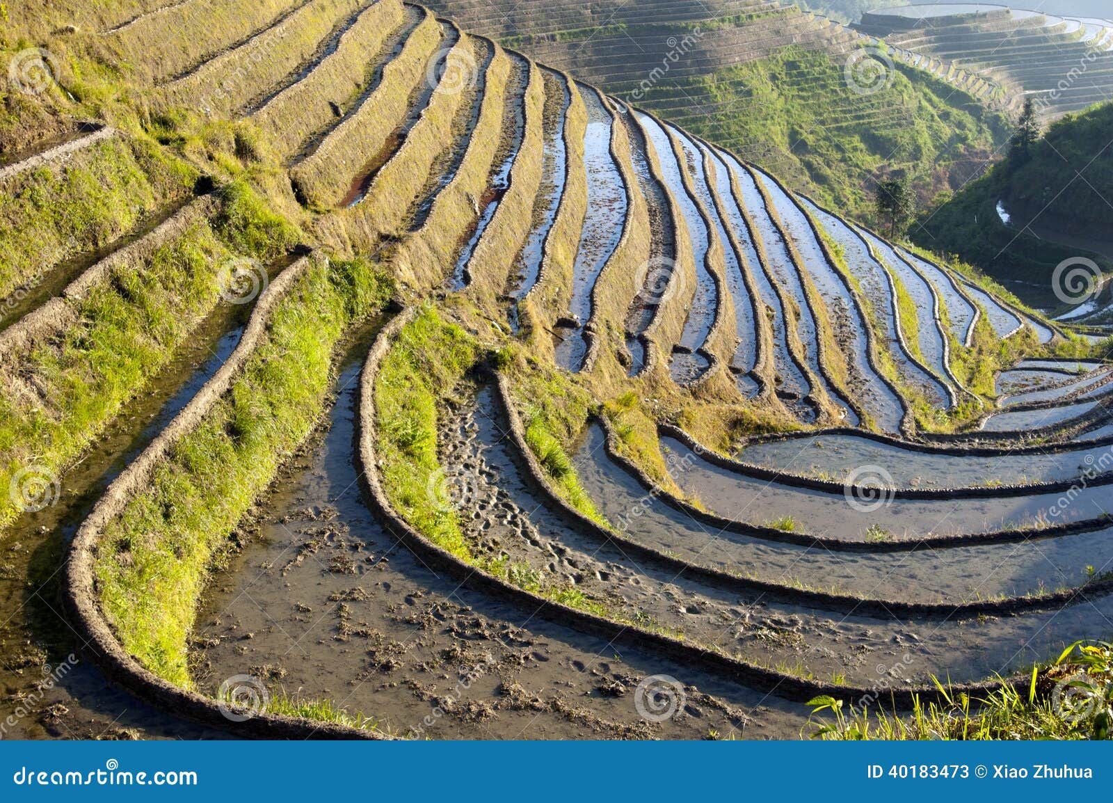 Chinese Dragon Backbone Terraces Stockbild - Bild von chinesisch, reis ...