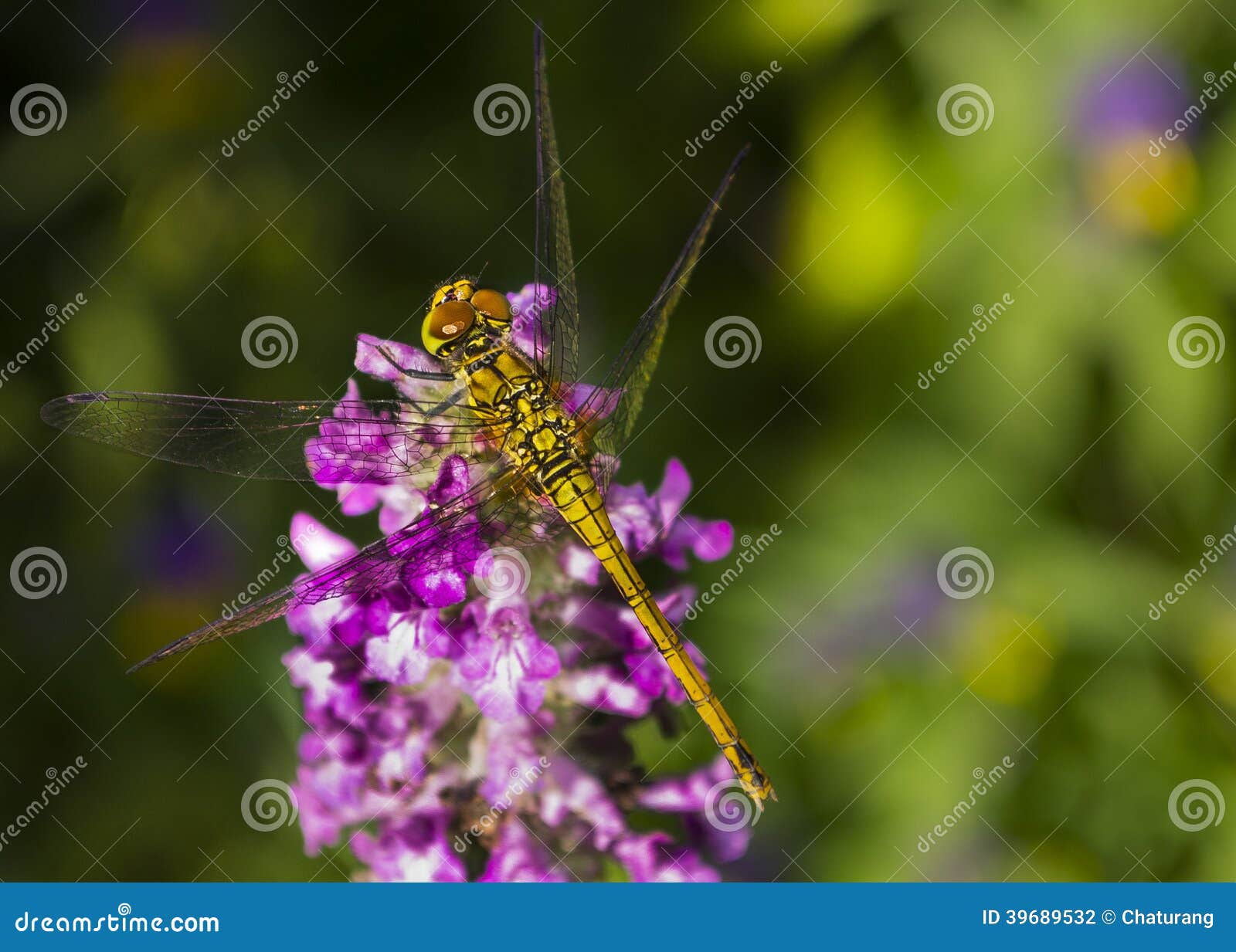 Chinese dragonfly stock photo. Image of apple, heat, colorful - 39689532