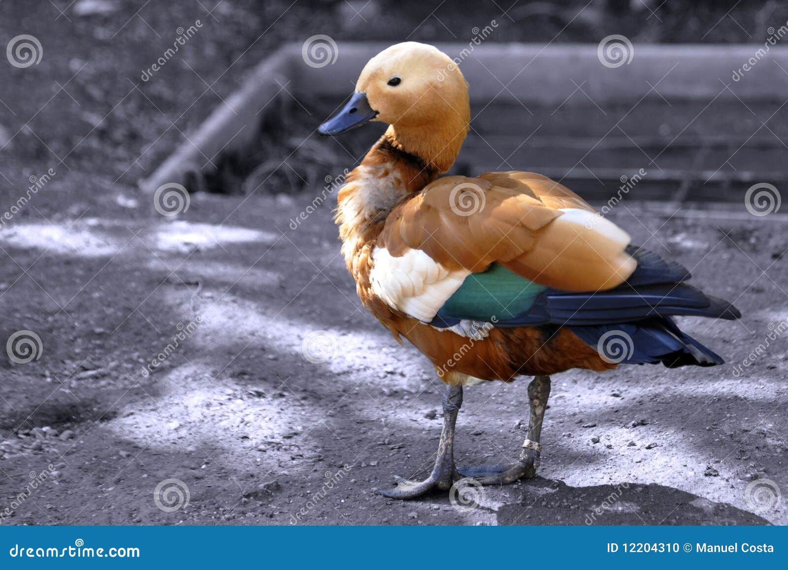 Chinese duck 2 stock photo. Image of chines, beijin, canard - 12204310