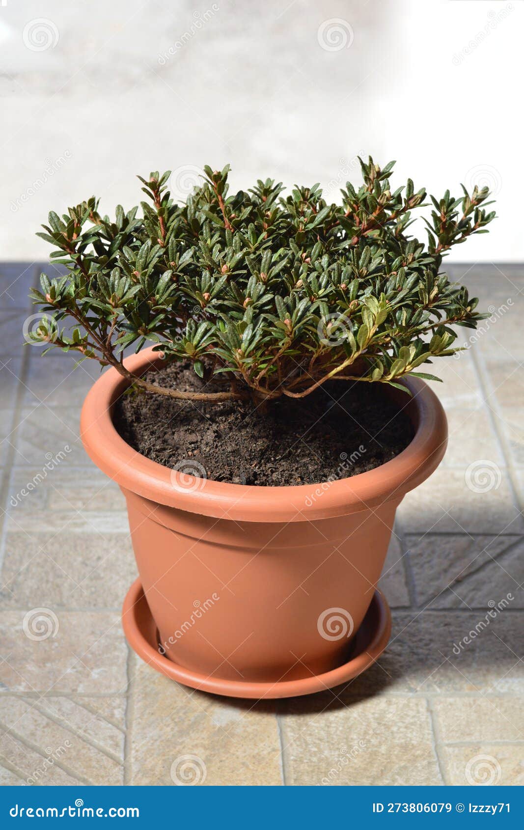 Chinese Dwarf Rhododendron Growing in Flower Pot Stock Image - Image of ...