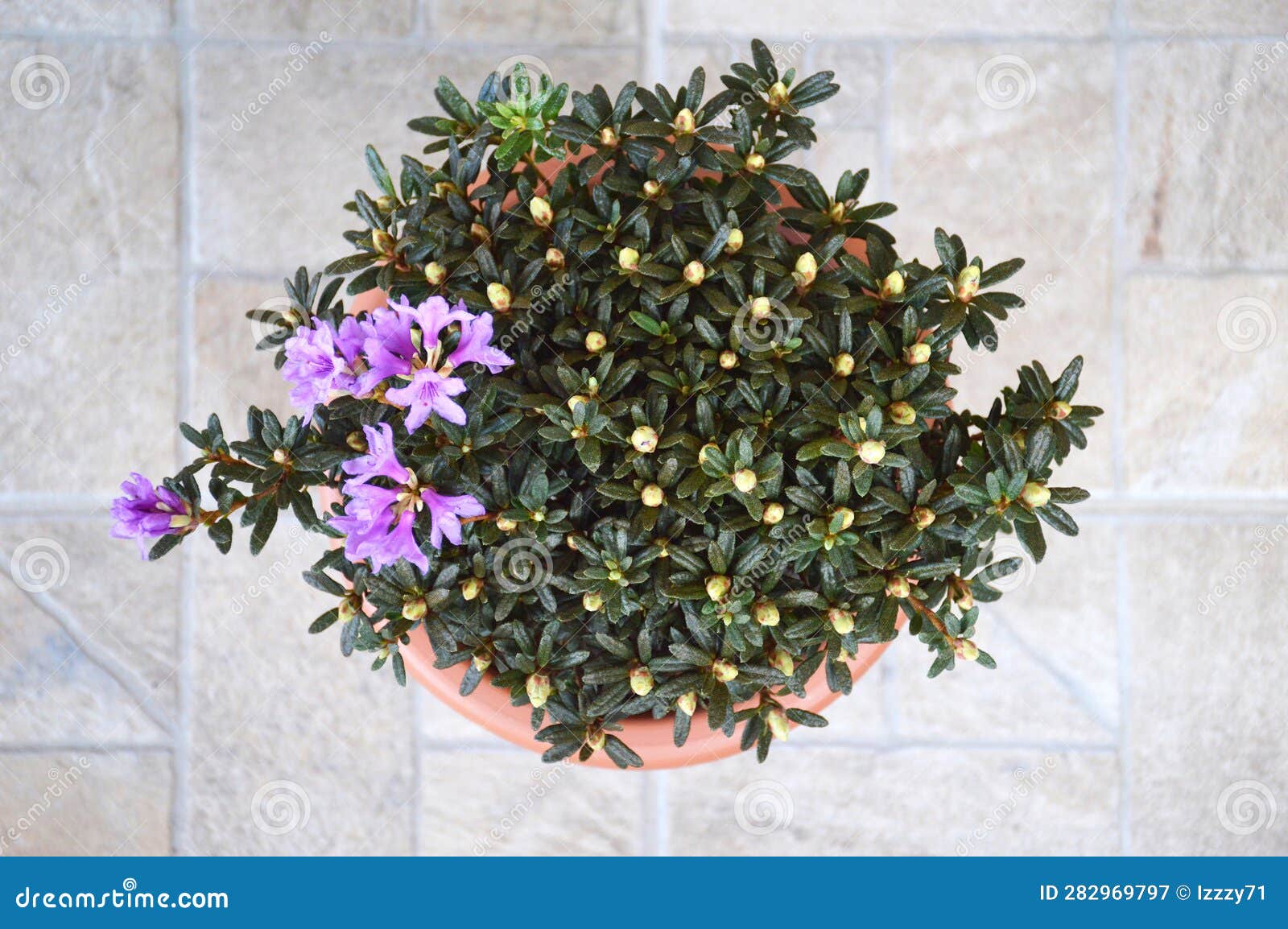 Chinese Dwarf Rhododendron Planted in the Pot, Top View Stock Image ...