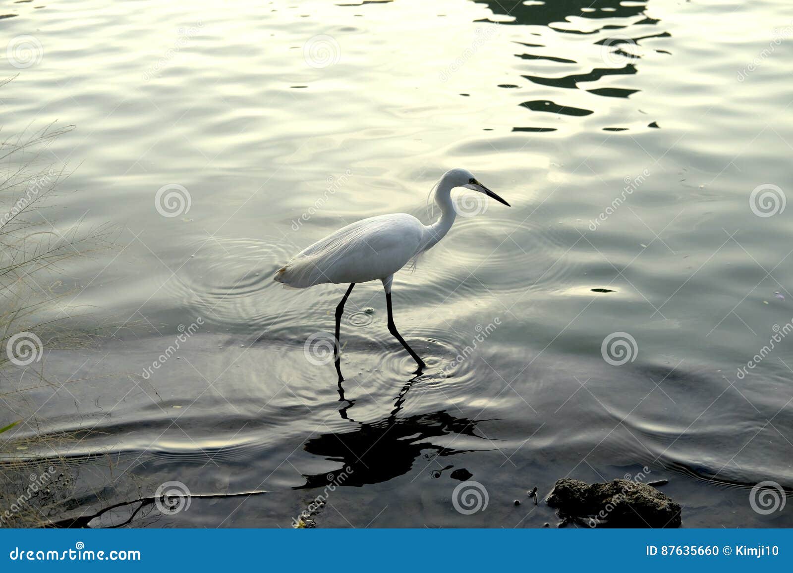 Chinese egret stock photo. Image of evening, egret, china - 87635660