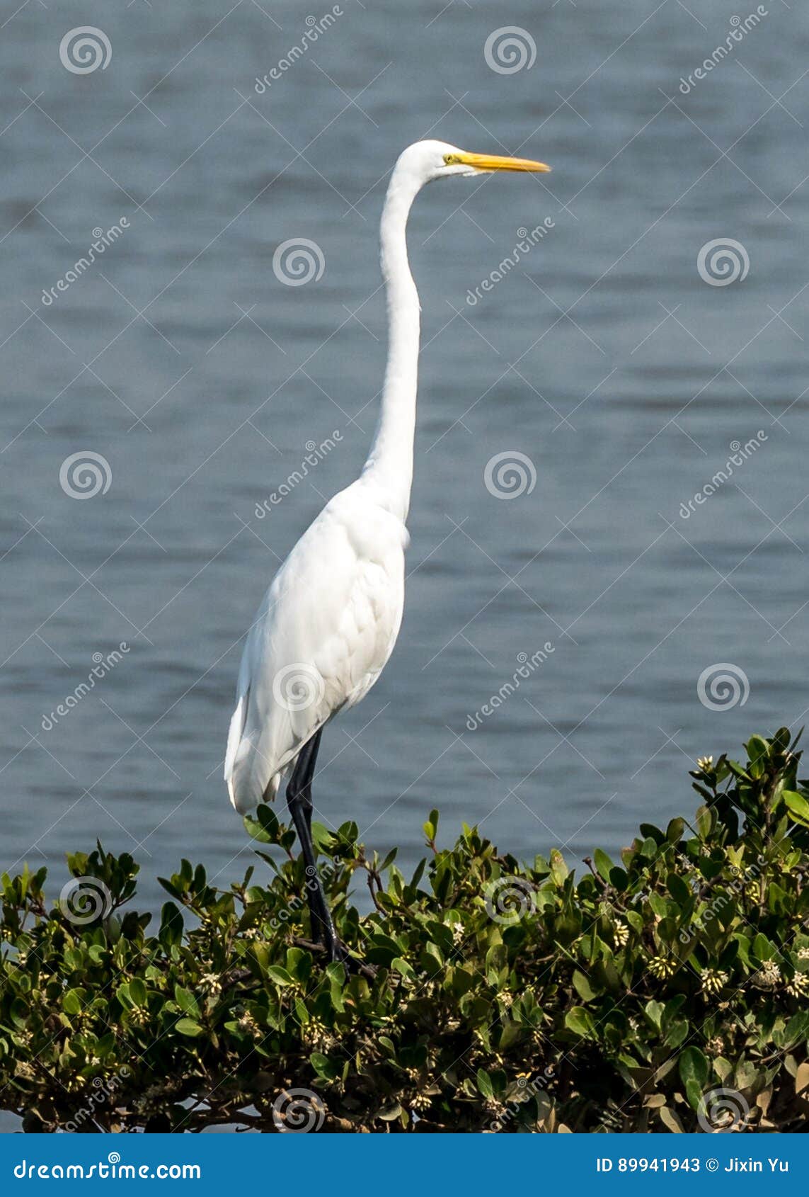 The Chinese Egret stock image. Image of animal, bird - 89941943