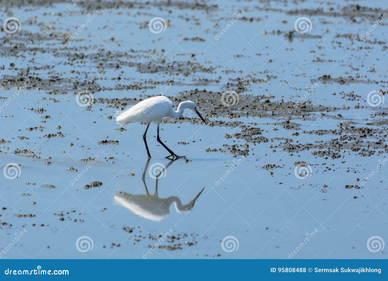 Chinese Egret Egretta Eulophotes. Stock Photo - Image of feeding, egret ...