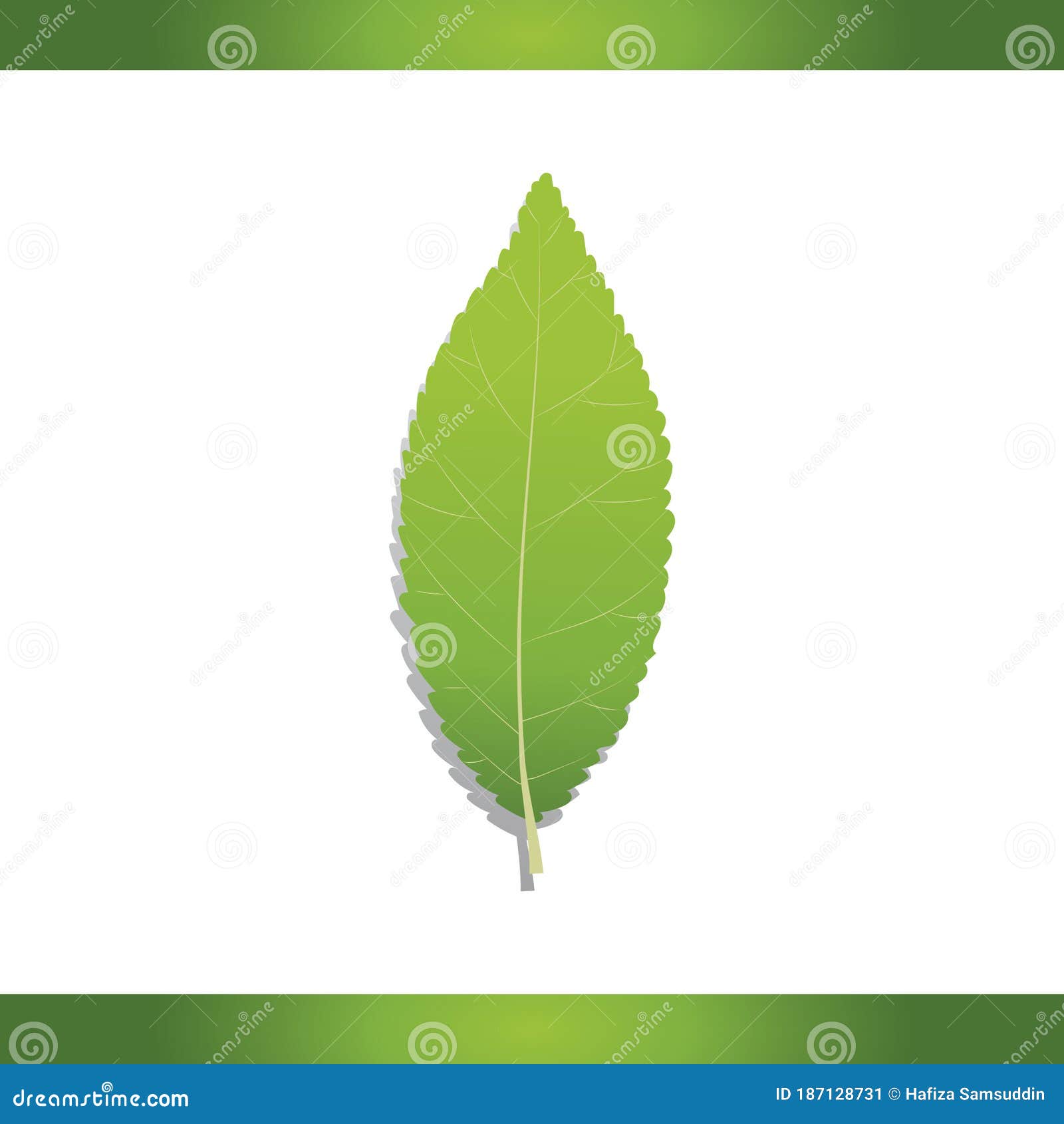 Chinese Elm Leaf. Vector Illustration Decorative Design Stock Vector ...