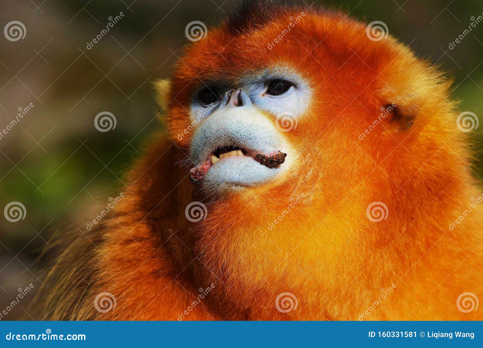 Golden monkey stock image. Image of background, beautiful - 160331581