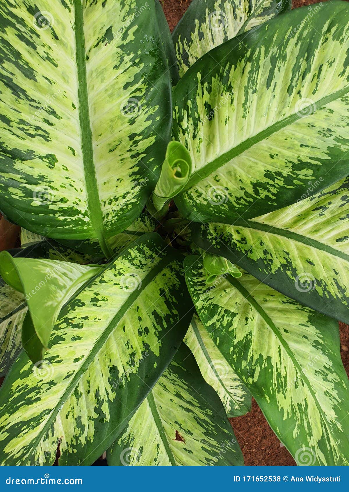 Chinese Evergreen Ornamental Plants in Pots Stock Photo - Image of ...