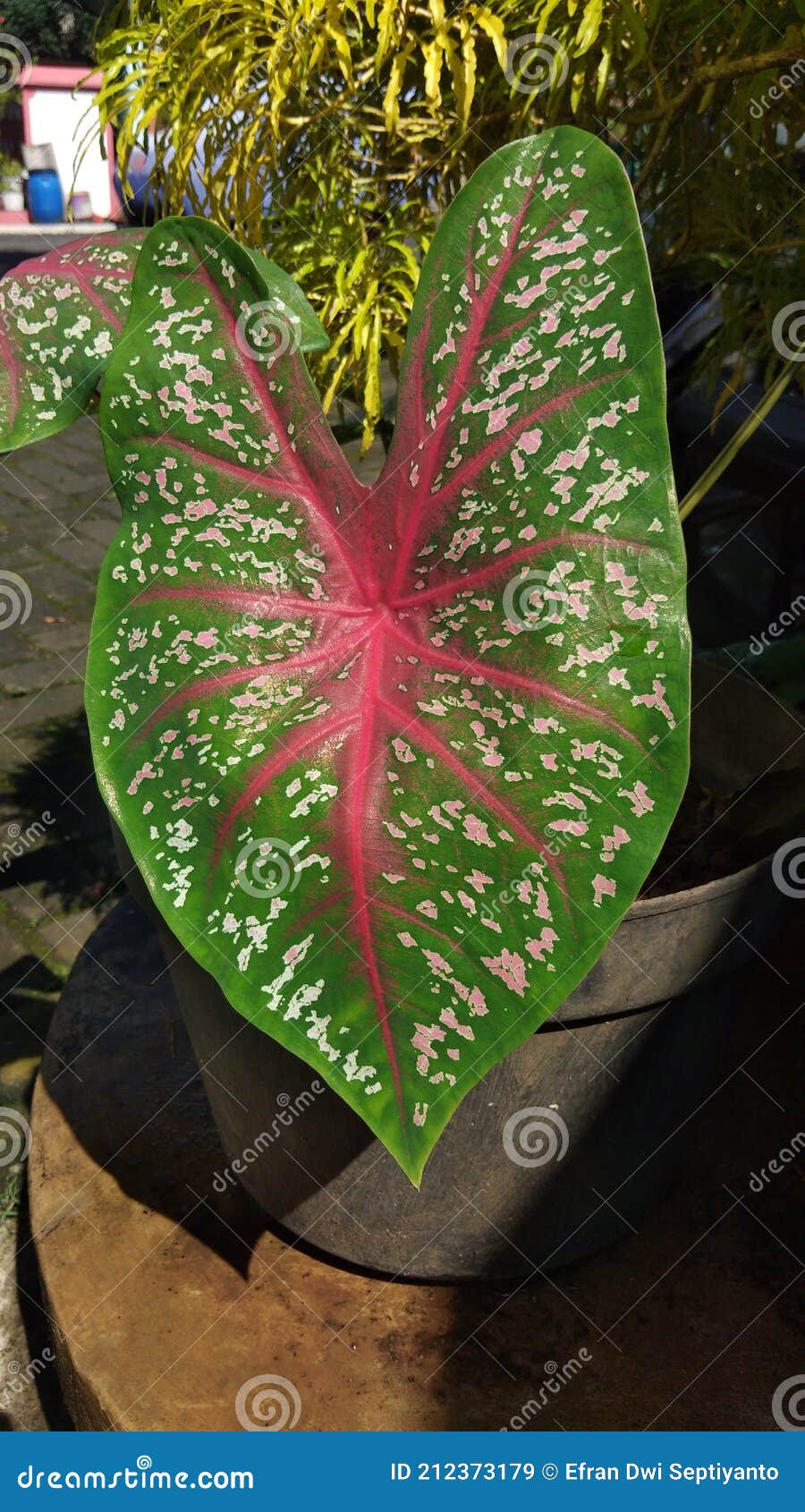 Chinese Evergreen with Red Leaf Muscles Stock Image - Image of muscles ...