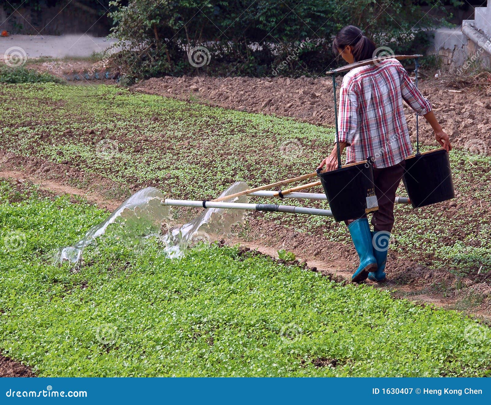 Chinese Farmer Watering Vegetables Stock Image - Image of cultivated ...