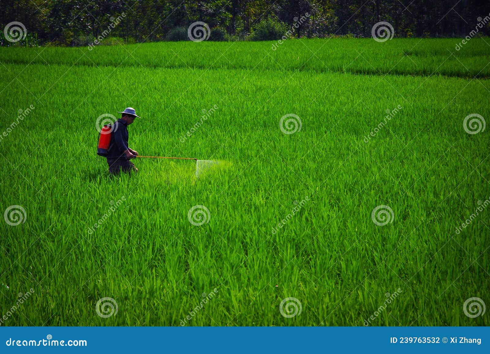 Sichuan :Chinese Farmer editorial photography. Image of people - 239763532