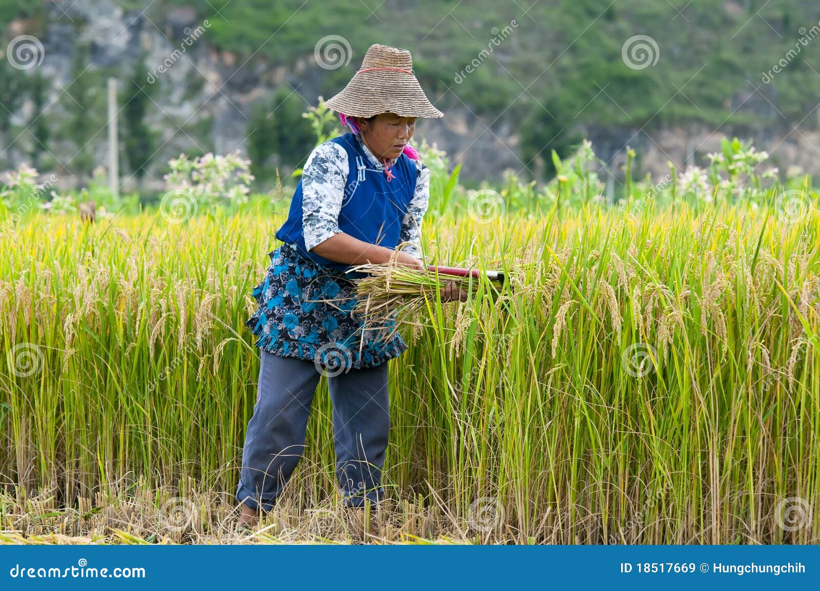 Chinese farmer works hard editorial stock image. Image of countryside ...
