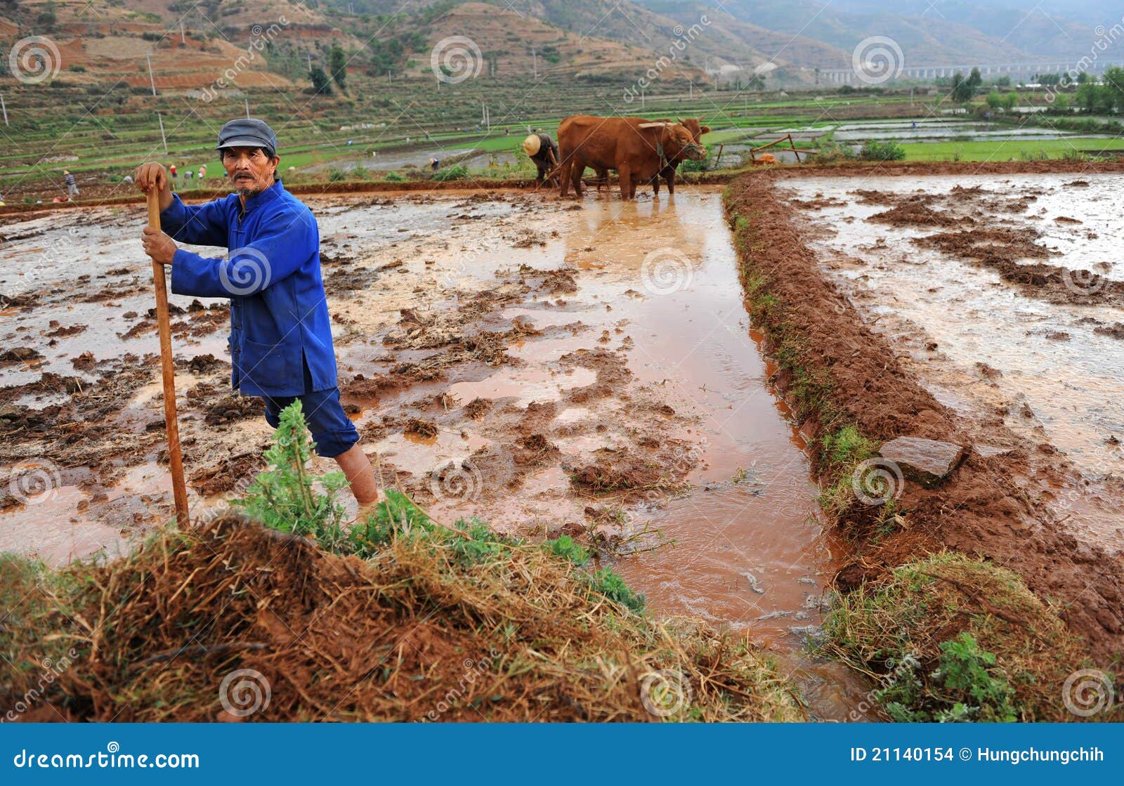 Chinese Farmer Works Rice Field Editorial Stock Image - Image of land ...
