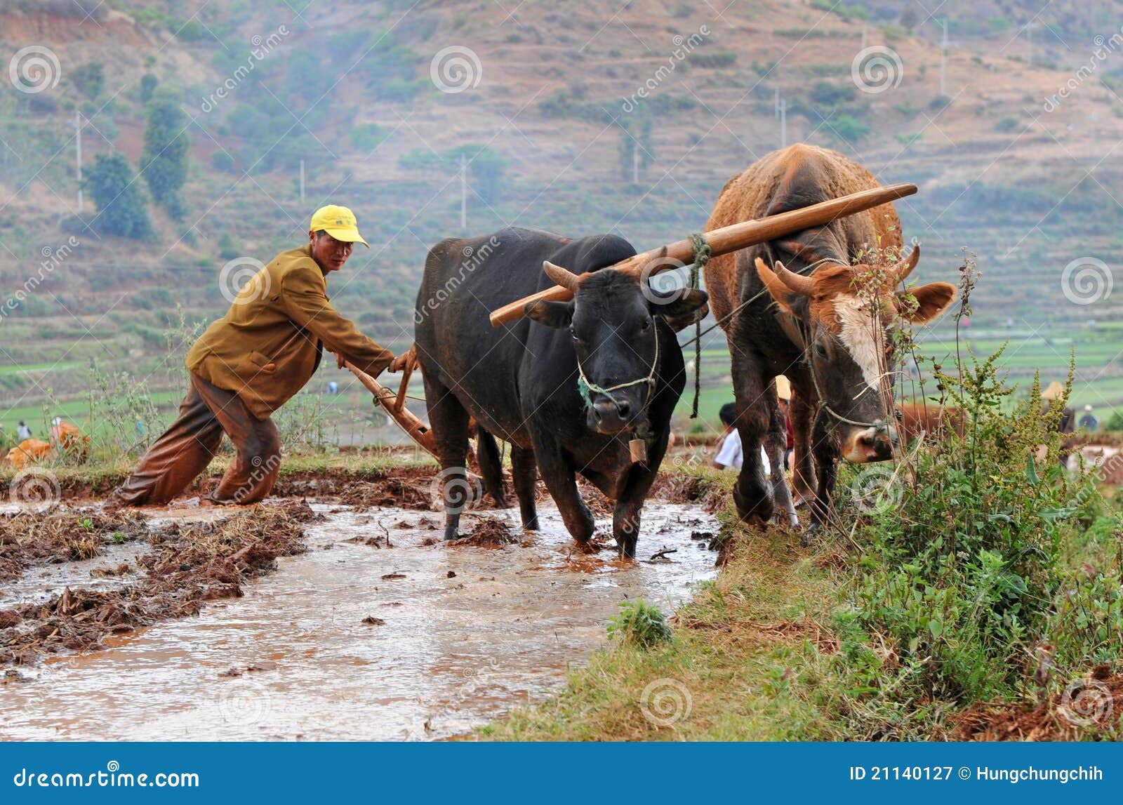 Chinese Farmer Works in a Rice Field Editorial Photography - Image of ...
