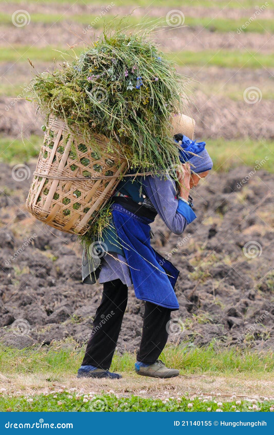 Chinese Farmer Works In A Rice Field Editorial Image - Image of manual ...
