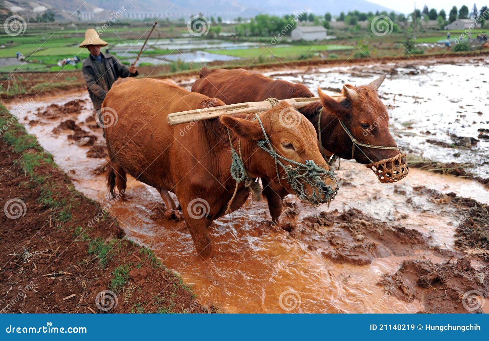 Chinese Farmer Works in a Rice Field Editorial Stock Image - Image of ...