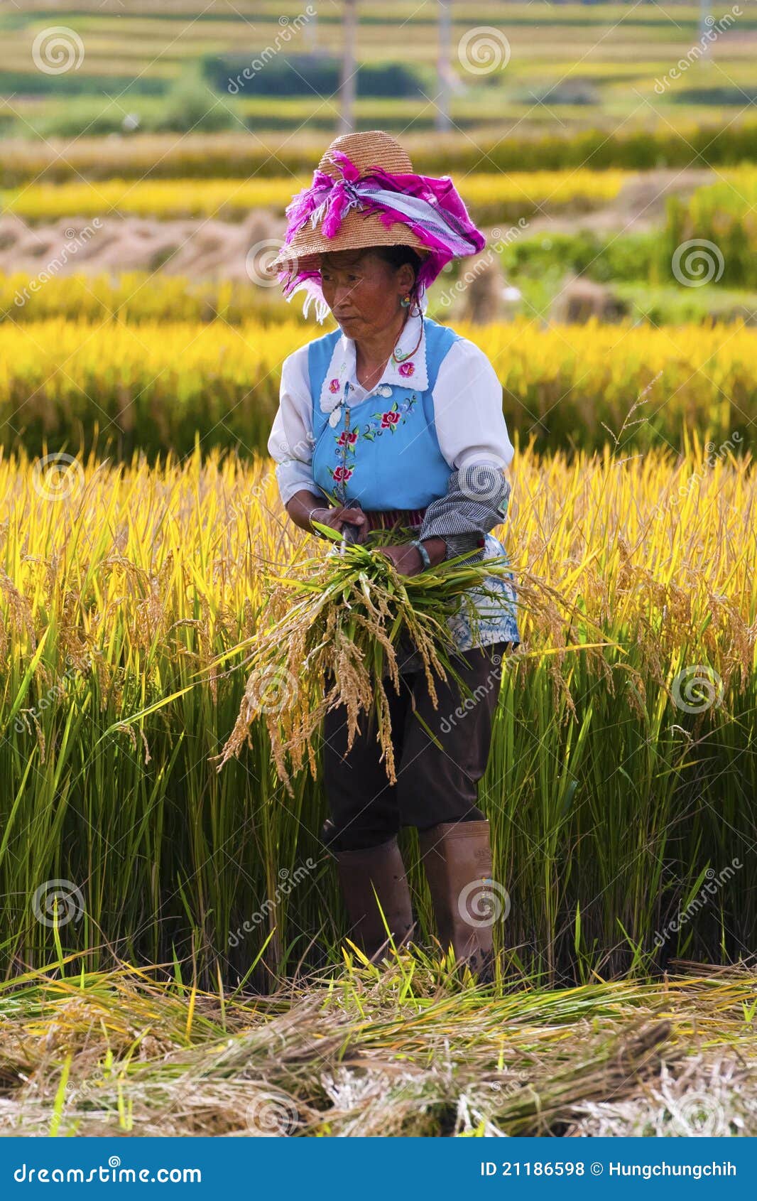 Chinese Farmer Works in a Rice Field Editorial Stock Photo - Image of ...