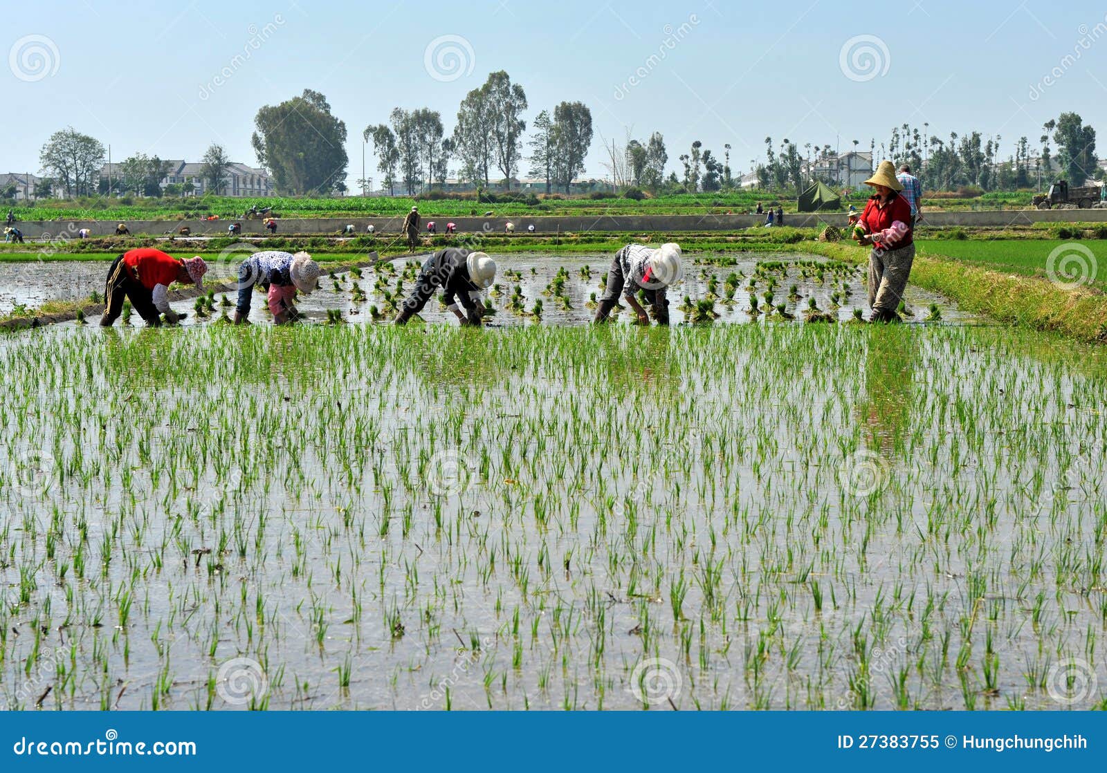 An Chinese Farmers Works Rice Field Editorial Photo | CartoonDealer.com ...