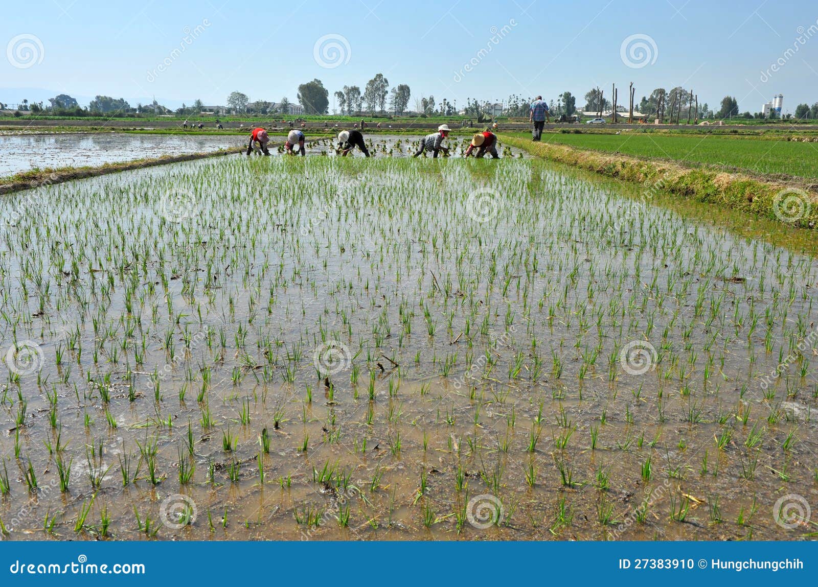 Chinese Farmers Work Rice Field Editorial Image - Image of grow, paddy ...