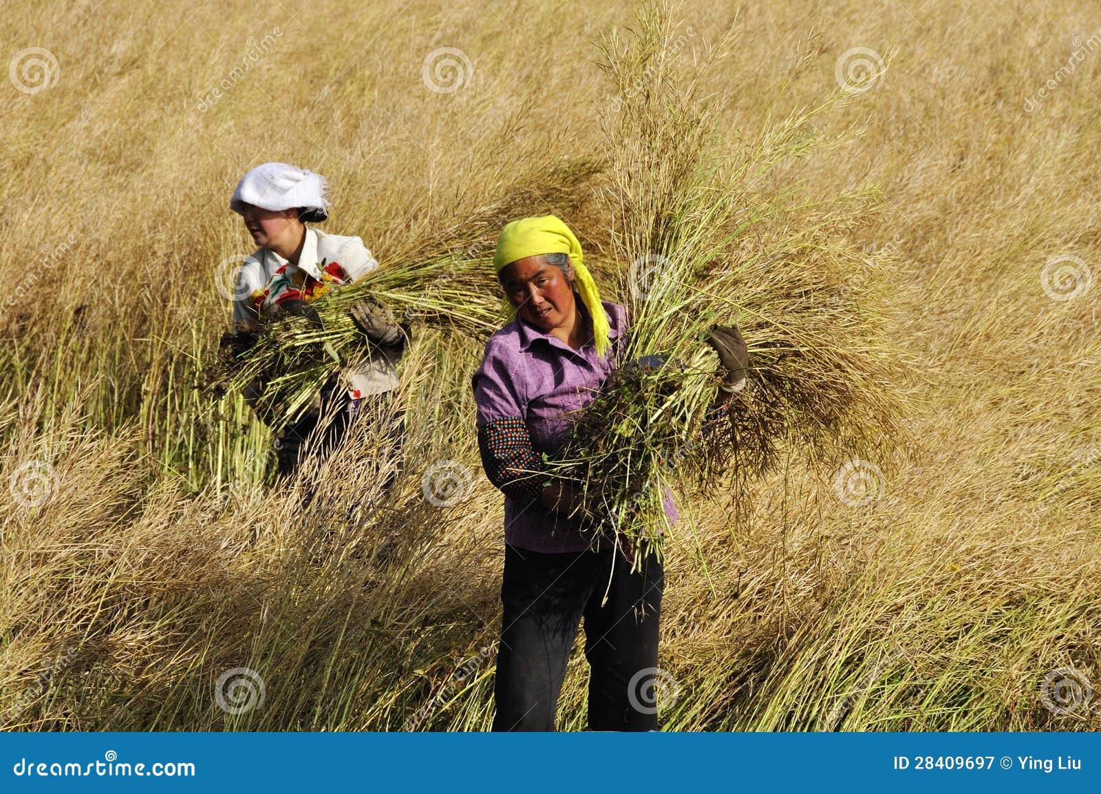 Farmers Working Hard