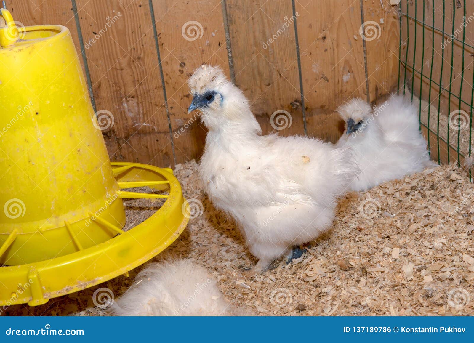 Chinese feather chickens stock photo. Image of beautiful - 137189786