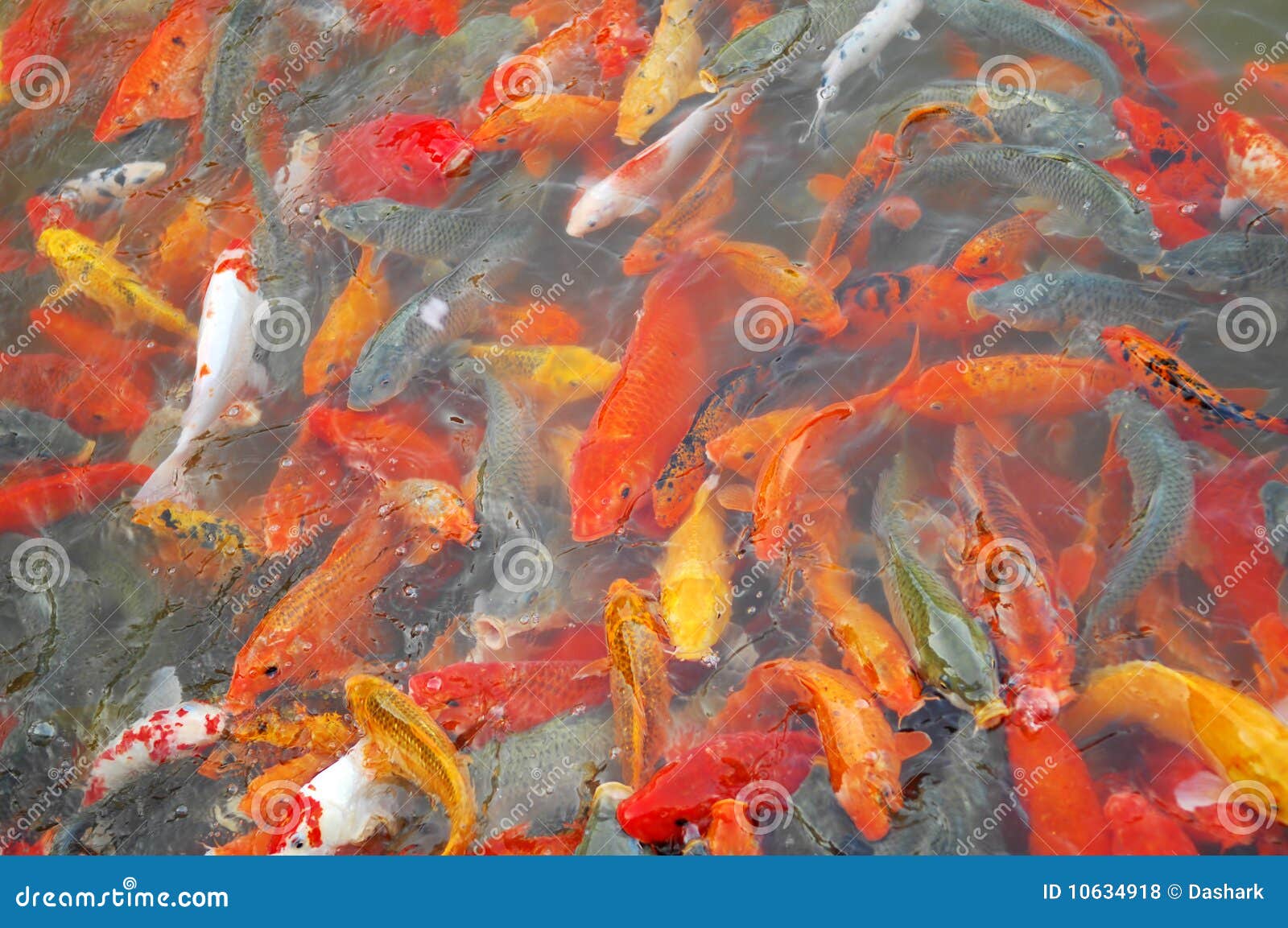 Chinese fish stock photo. Image of pond, mouth, goldfish - 10634918