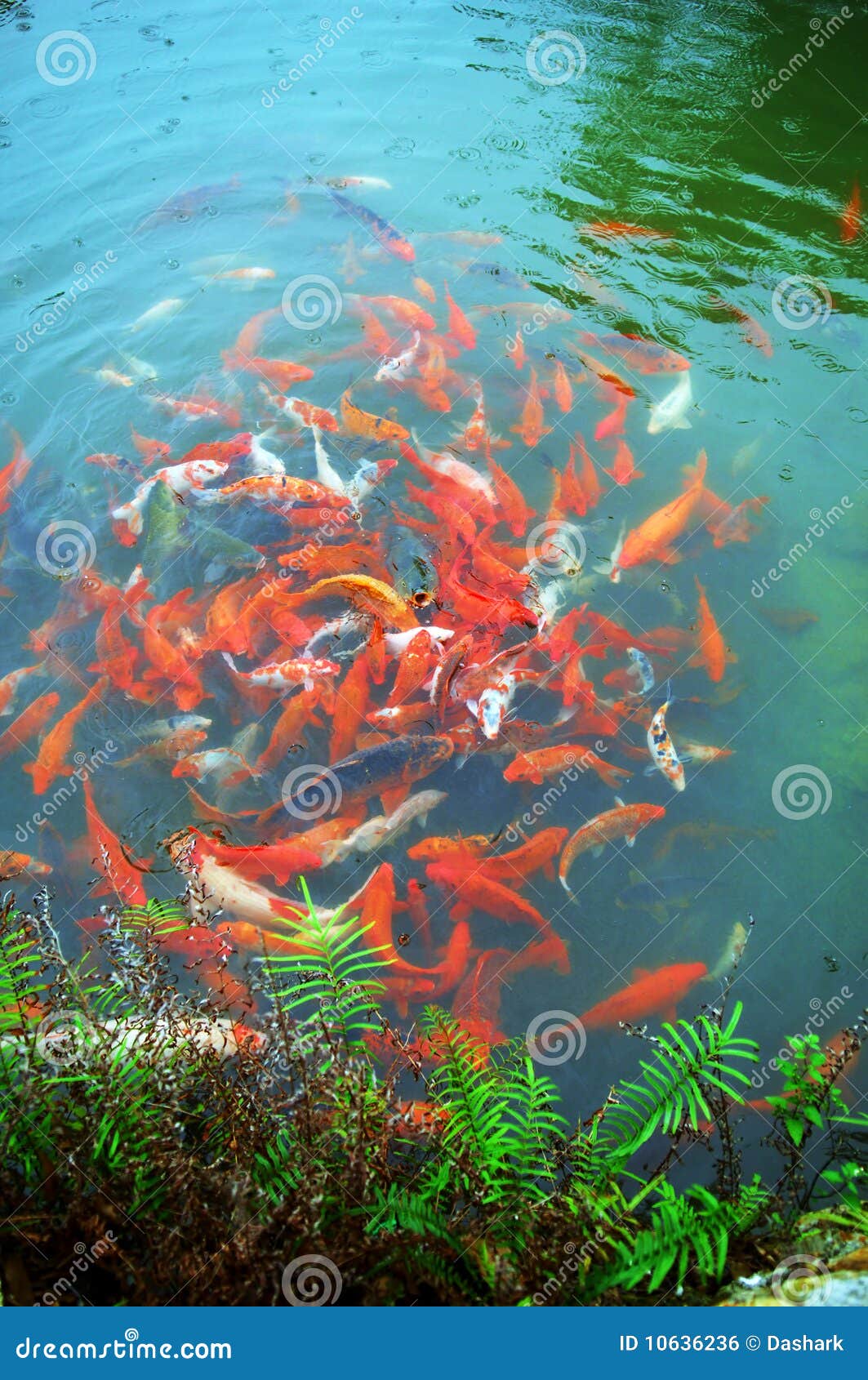 Chinese Fish Royalty-Free Stock Photo | CartoonDealer.com #8186661