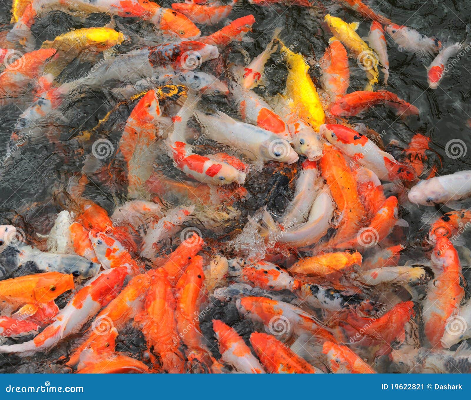 Chinese fish stock image. Image of open, carp, colorful - 19622821