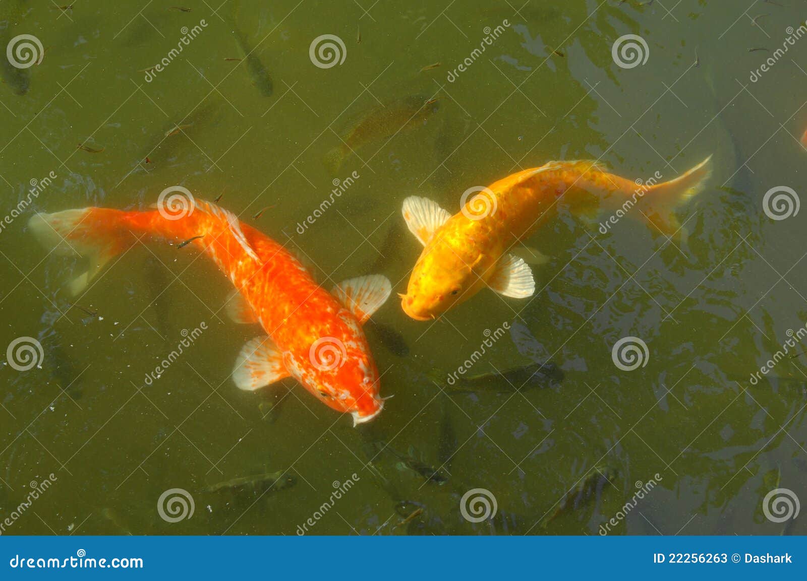 Chinese fish stock image. Image of orange, asia, china - 22256263
