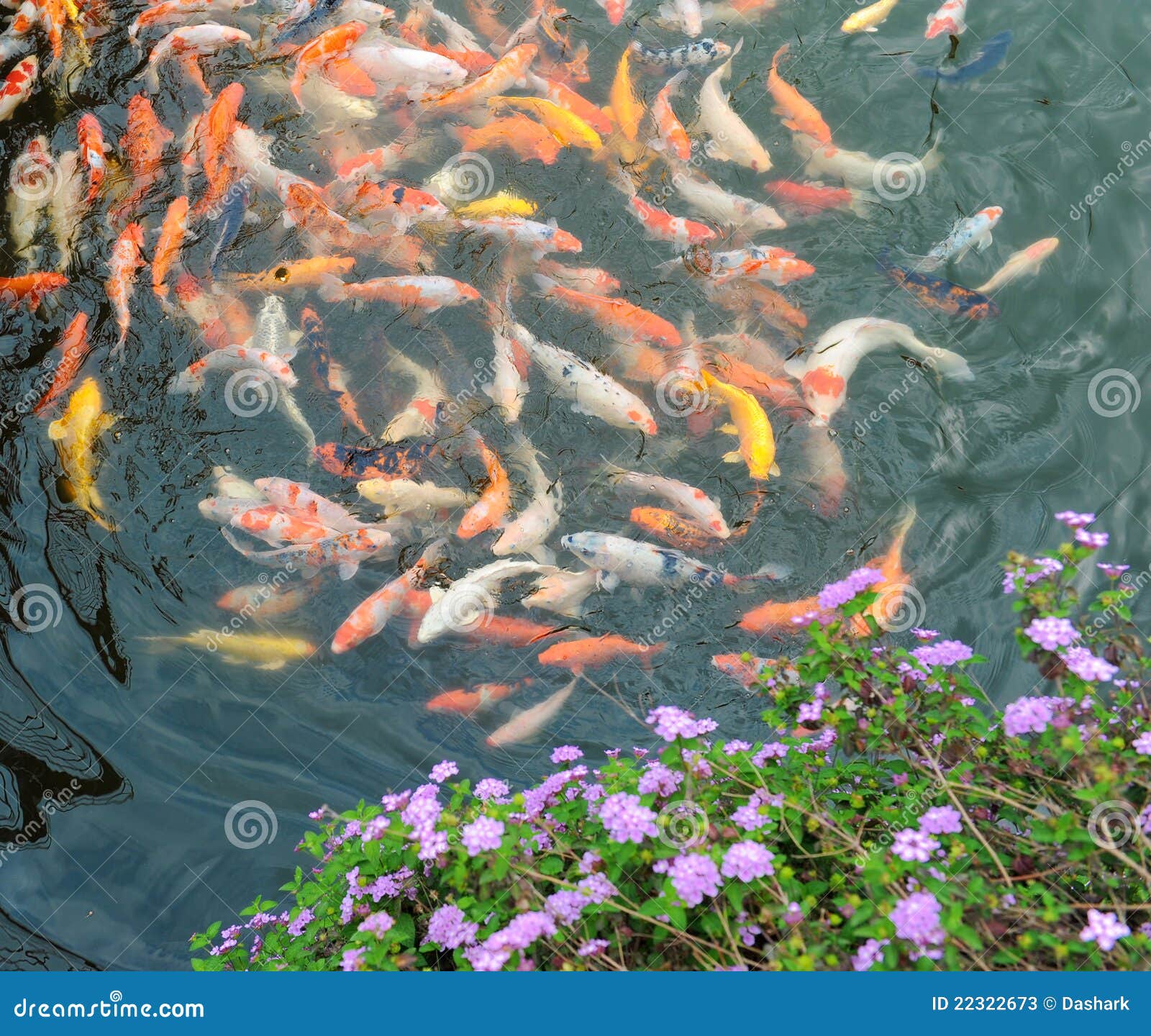 Chinese fish stock image. Image of gold, open, orange - 22322673