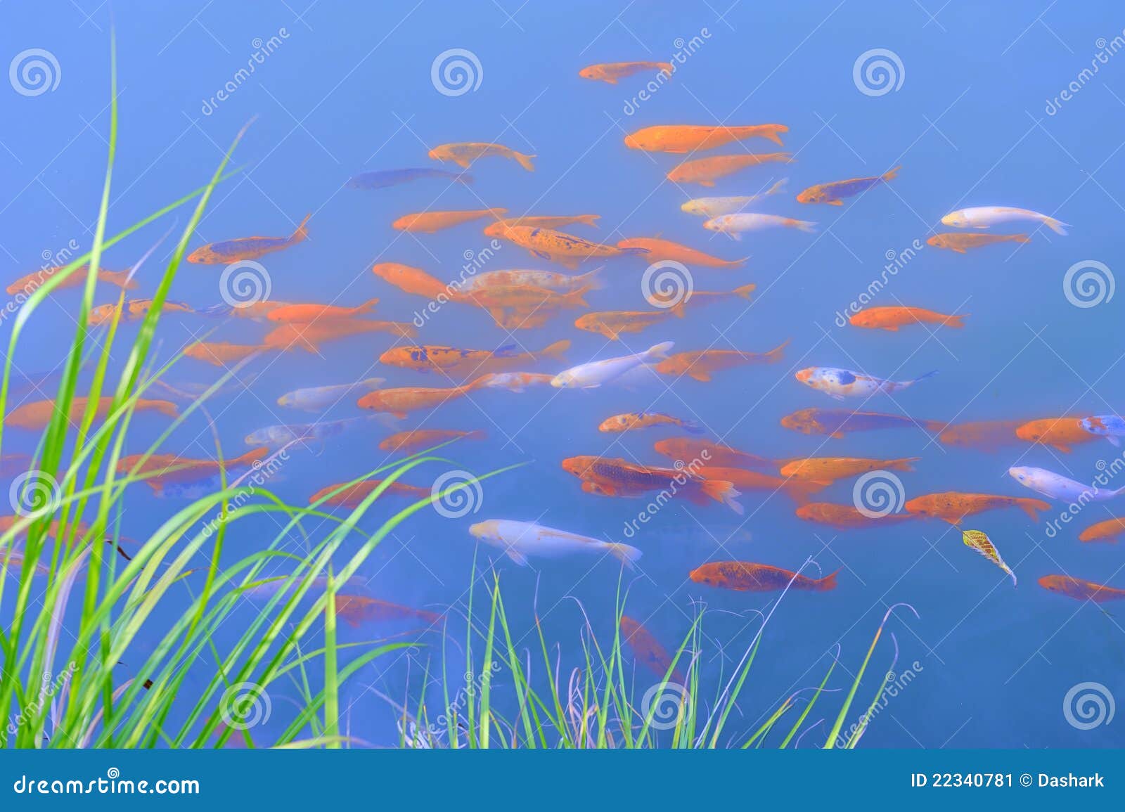 Chinese fish stock image. Image of asia, pond, goldfish - 22340781