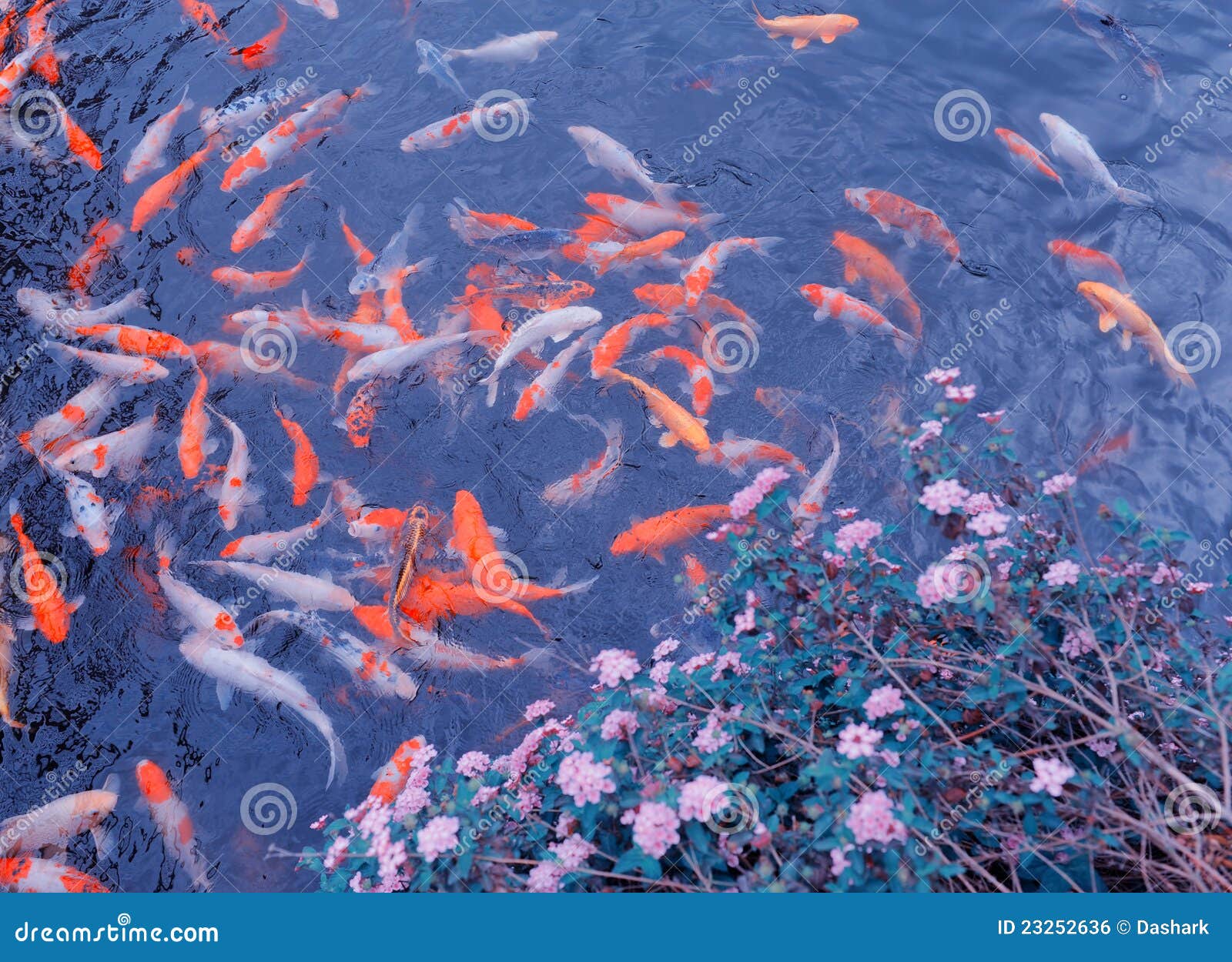 Chinese fish stock photo. Image of open, asian, pond - 23252636